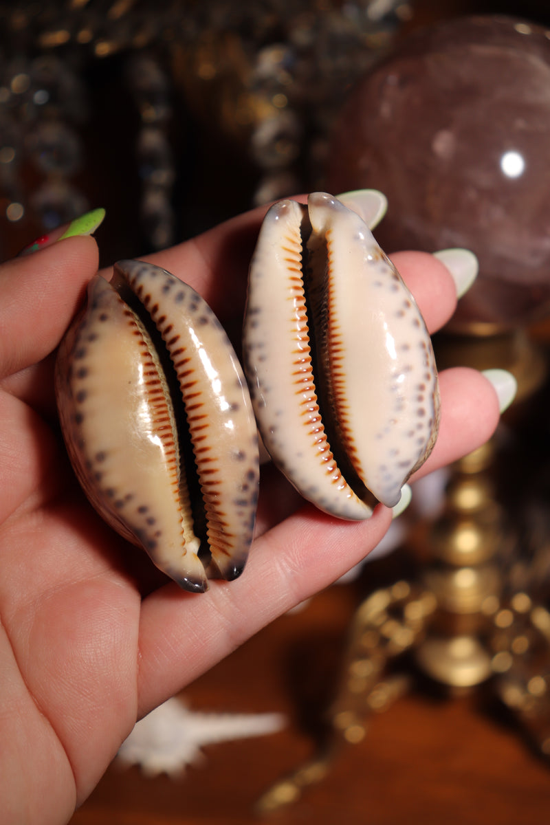 (1) Cyprea Eglantina Shell – Mantra Minerals